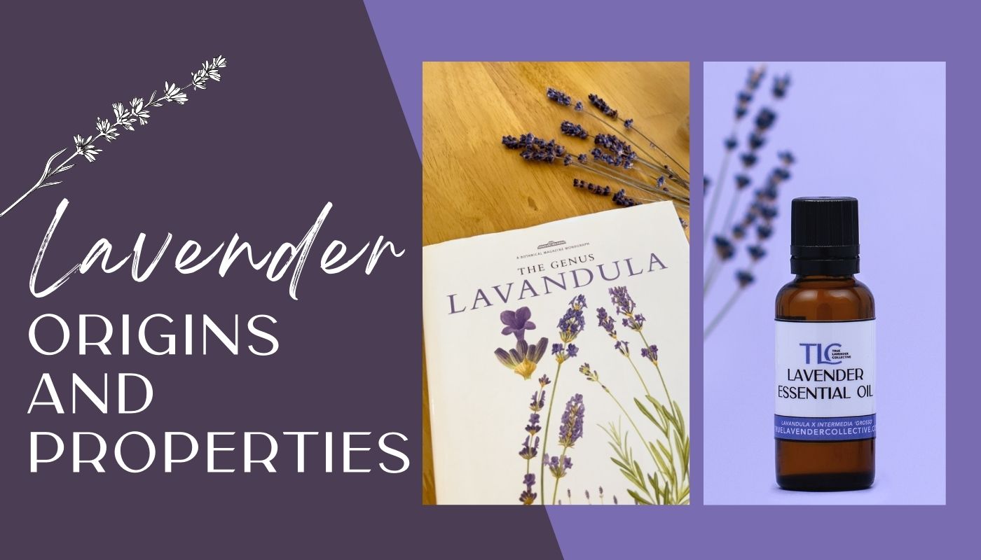 The Versatile Properties of Lavender – True Lavender Collective